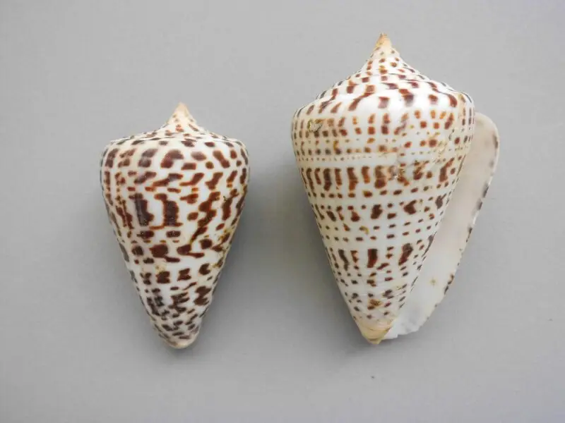Conus spurius - факти, дієта, ареал і фотографії на Animalia.bio