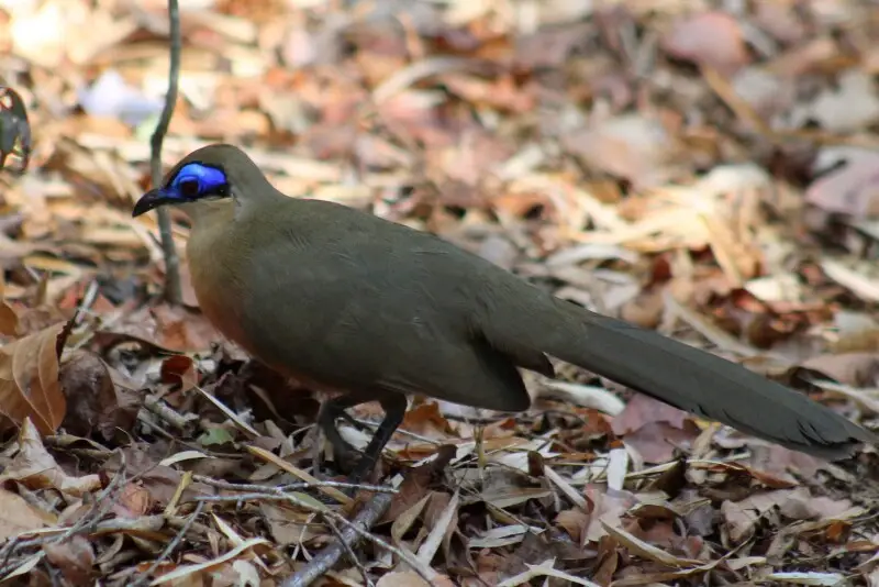 Coua coquereli - факти, дієта, ареал і фотографії на Animalia.bio