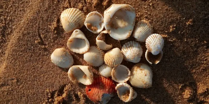 Pecten maximus - Facts, Diet, Habitat & Pictures on Animalia.bio