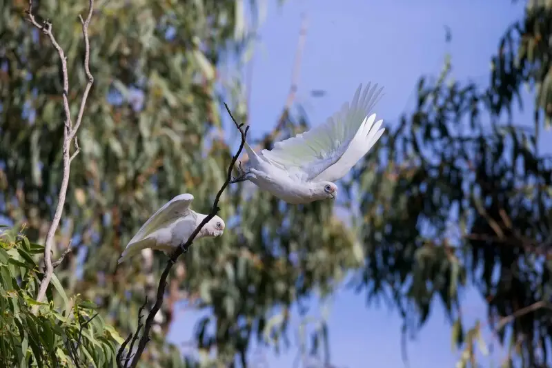 Little corella - Facts, Diet, Habitat & Pictures on Animalia.bio