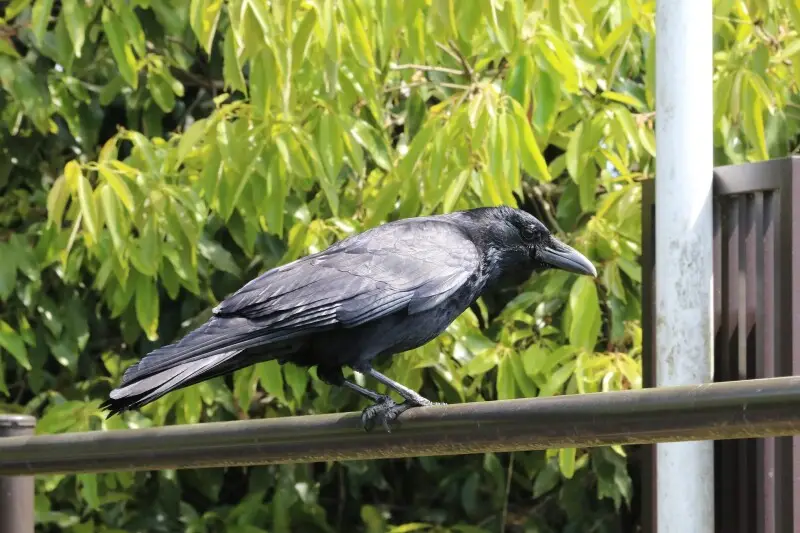 Eastern carrion crow - Facts, Diet, Habitat & Pictures on Animalia.bio