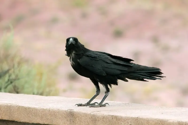 Chihuahuan raven - Facts, Diet, Habitat & Pictures on Animalia.bio