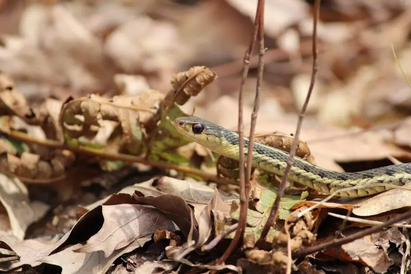 Common garter snake - Facts, Diet, Habitat & Pictures on Animalia.bio