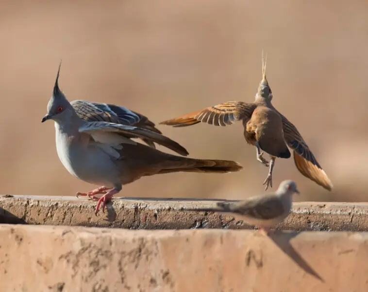 Spinifex pigeon - Facts, Diet, Habitat & Pictures on Animalia.bio