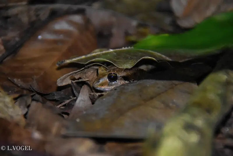 Craugastor megacephalus - факти, дієта, ареал і фотографії на Animalia.bio