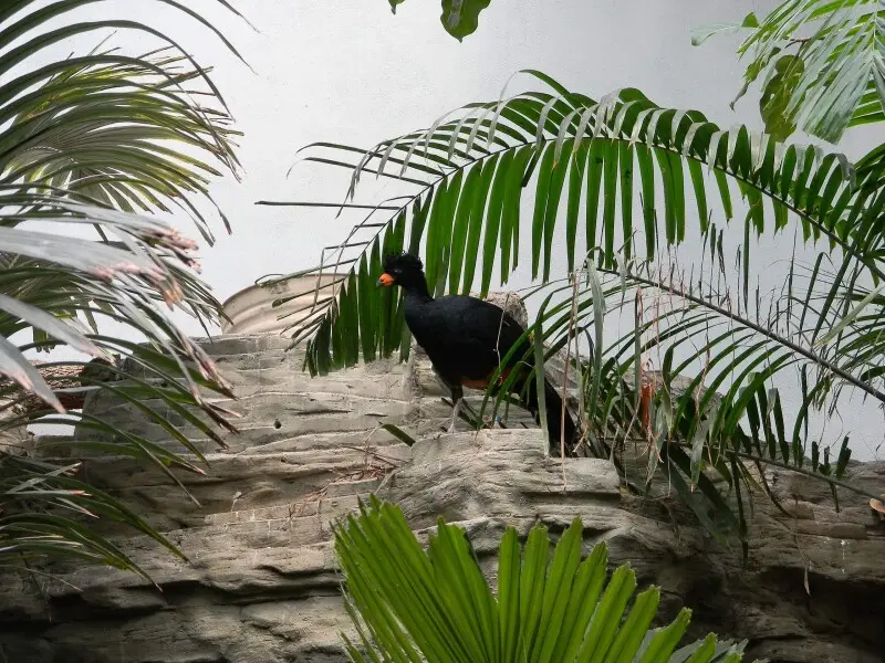 Wattled curassow - Facts, Diet, Habitat & Pictures on Animalia.bio