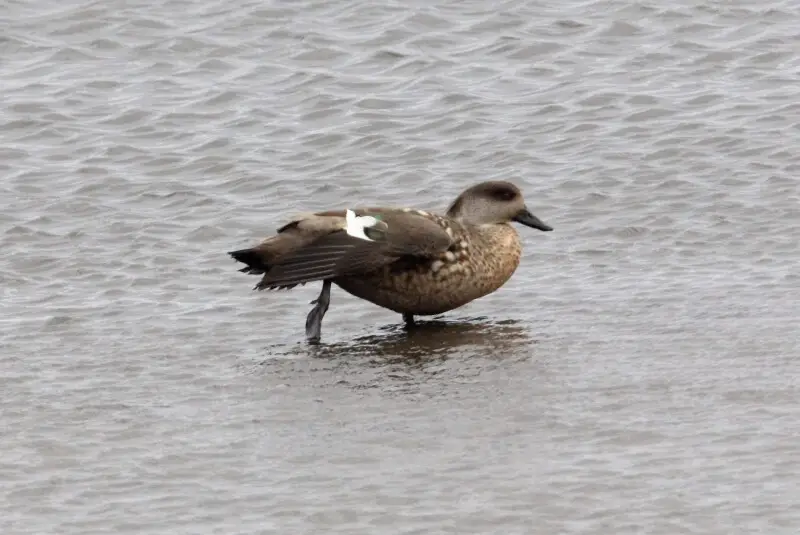 Crested duck - Facts, Diet, Habitat & Pictures on Animalia.bio
