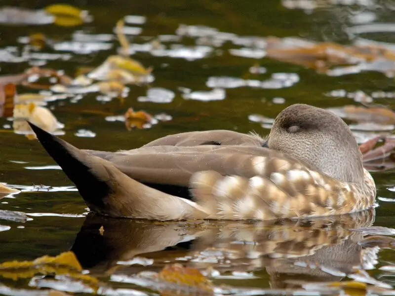 Crested duck - Facts, Diet, Habitat & Pictures on Animalia.bio