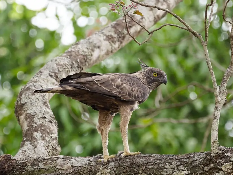 Changeable hawk-eagle - Facts, Diet, Habitat & Pictures on Animalia.bio