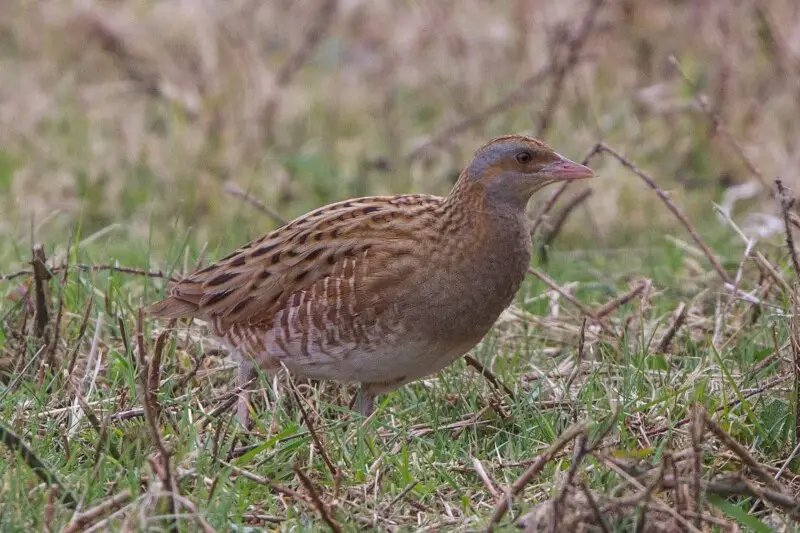 Corn crake - Facts, Diet, Habitat & Pictures on Animalia.bio