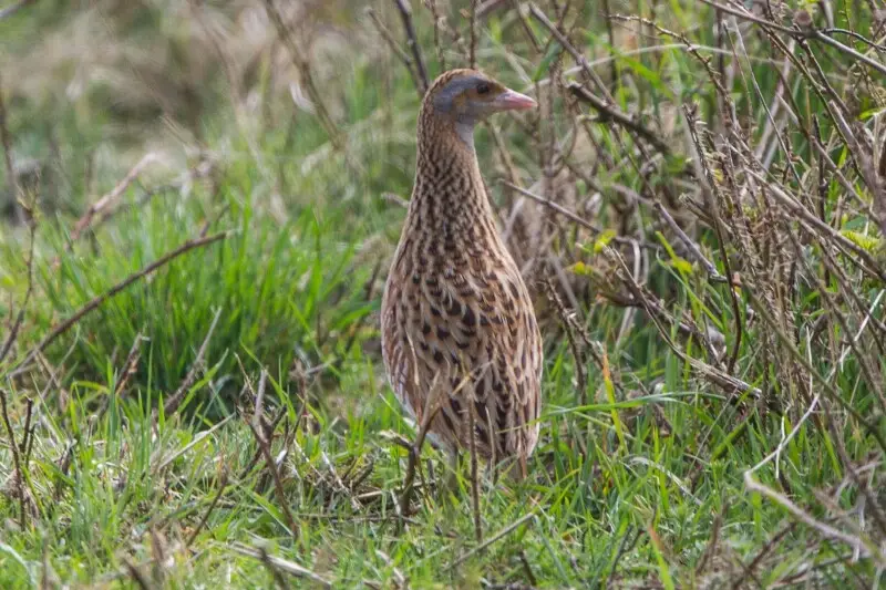 Corn crake - Facts, Diet, Habitat & Pictures on Animalia.bio