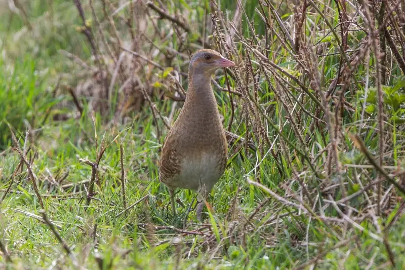 Corn crake - Facts, Diet, Habitat & Pictures on Animalia.bio