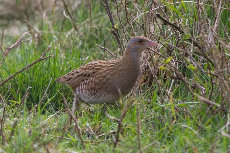 Corn crake - Facts, Diet, Habitat & Pictures on Animalia.bio