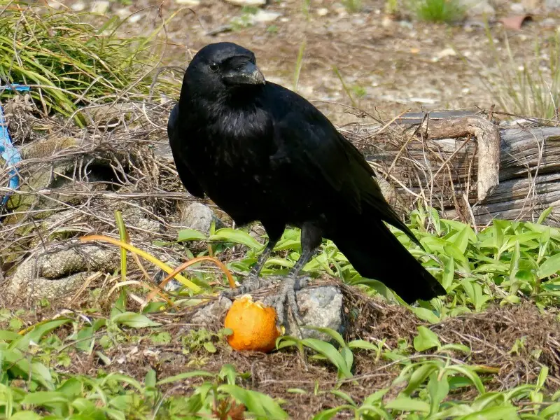 Corvus corone orientalis - факти, дієта, ареал і фотографії на Animalia.bio