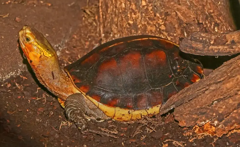 Chinese box turtle - Facts, Diet, Habitat & Pictures on Animalia.bio