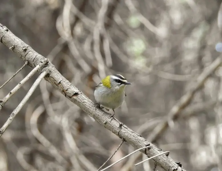Common firecrest - Facts, Diet, Habitat & Pictures on Animalia.bio