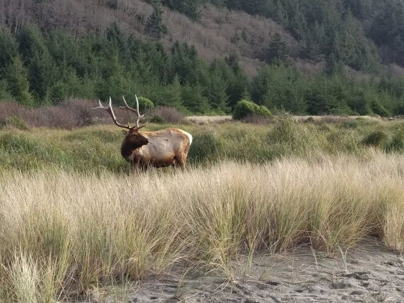 Roosevelt elk - Facts, Diet, Habitat & Pictures on Animalia.bio