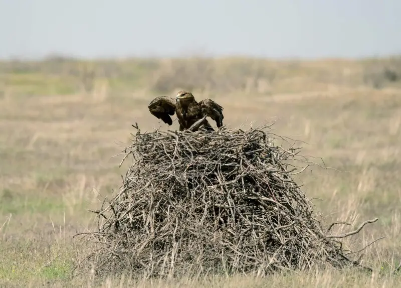 Long-legged buzzard - Facts, Diet, Habitat & Pictures on Animalia.bio