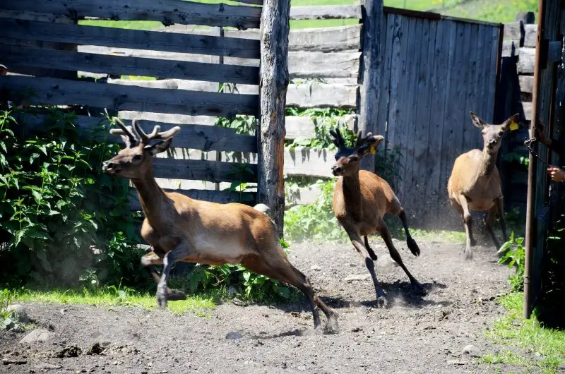 Altai wapiti - Facts, Diet, Habitat & Pictures on Animalia.bio