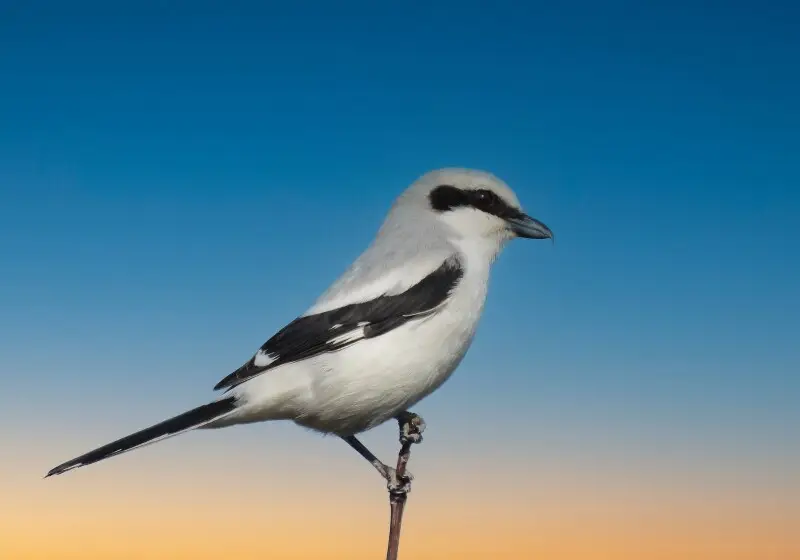 Great grey shrike - Facts, Diet, Habitat & Pictures on Animalia.bio