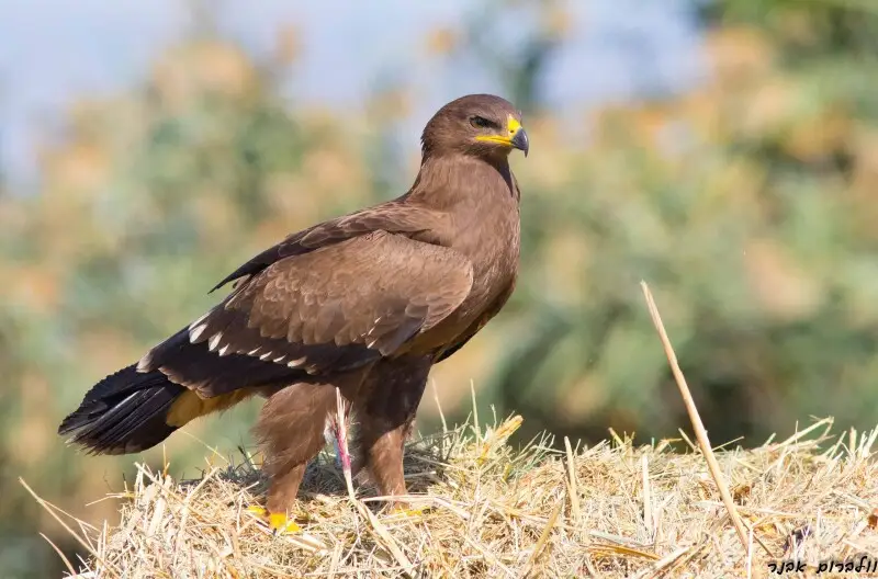 Lesser spotted eagle - Facts, Diet, Habitat & Pictures on Animalia.bio