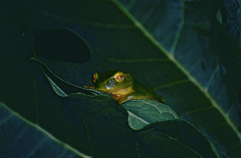 Dainty green tree frog - Facts, Diet, Habitat & Pictures on Animalia.bio