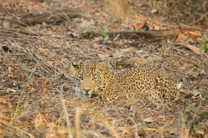 Indian leopard - Facts, Diet, Habitat & Pictures on Animalia.bio