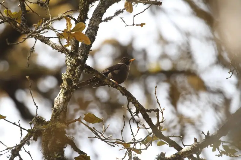 White-collared blackbird - Facts, Diet, Habitat & Pictures on Animalia.bio