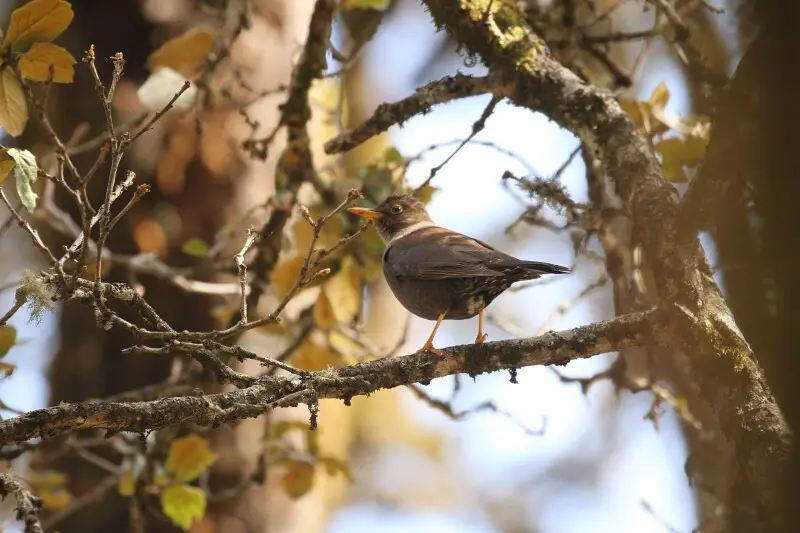 White-collared blackbird - Facts, Diet, Habitat & Pictures on Animalia.bio