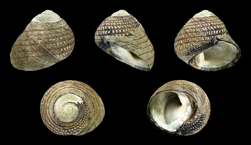 Diloma aethiops - Facts, Diet, Habitat & Pictures on Animalia.bio