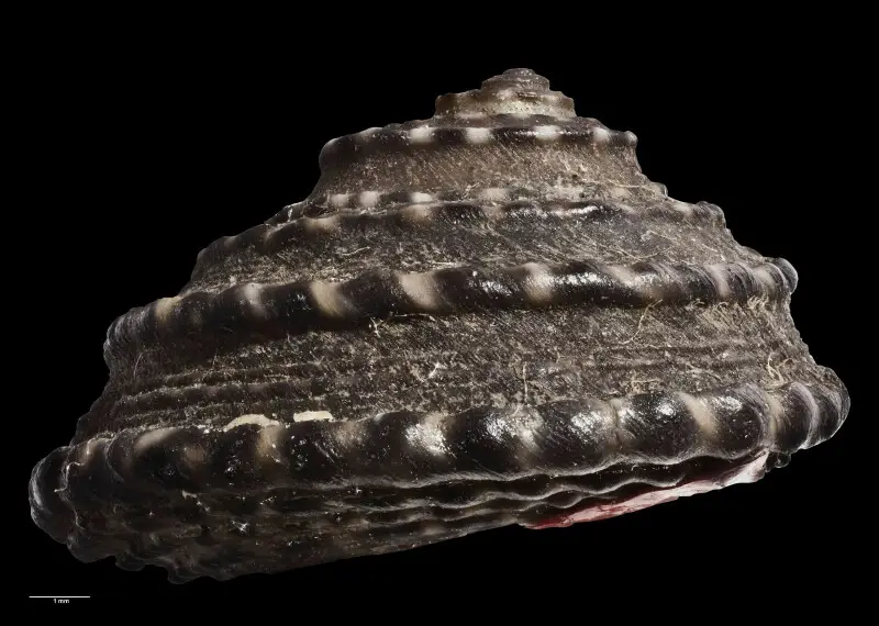 Diloma bicanaliculatum - Facts, Diet, Habitat & Pictures on Animalia.bio