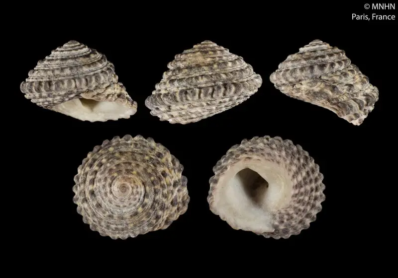 Diloma bicanaliculatum - Facts, Diet, Habitat & Pictures on Animalia.bio