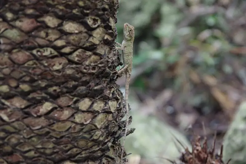 Diploderma polygonatum - Facts, Diet, Habitat & Pictures on Animalia.bio