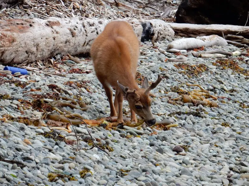Sitka deer - Facts, Diet, Habitat & Pictures on Animalia.bio