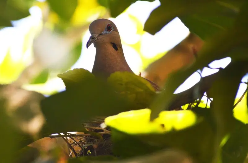 White-winged dove - Facts, Diet, Habitat & Pictures on Animalia.bio