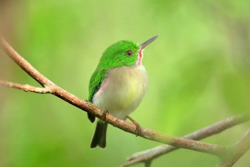 Broad-billed tody - Facts, Diet, Habitat & Pictures on Animalia.bio