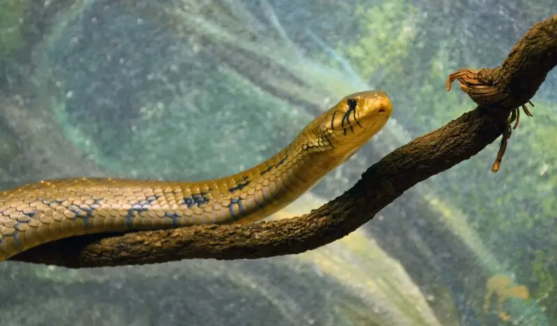 Middle American indigo snake - Facts, Diet, Habitat & Pictures on ...