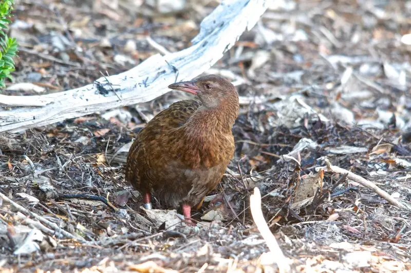 Weka - Facts, Diet, Habitat & Pictures on Animalia.bio
