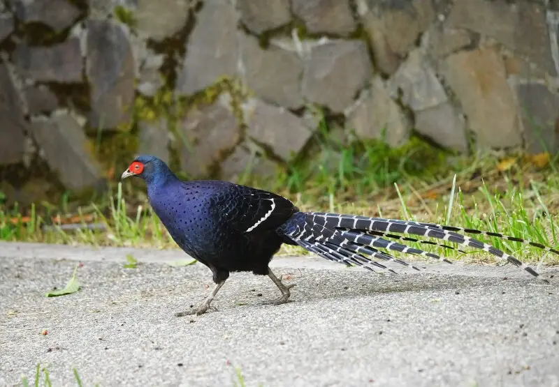 Mikado pheasant - Facts, Diet, Habitat & Pictures on Animalia.bio