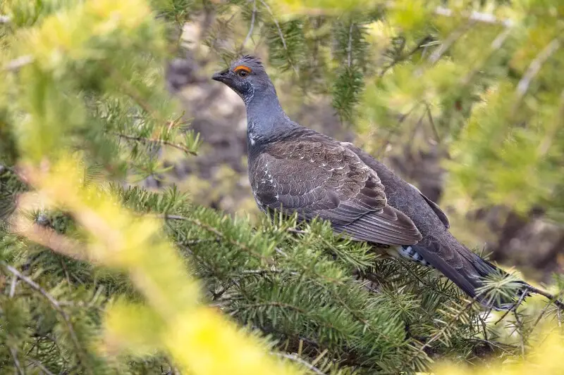 Dusky grouse - Facts, Diet, Habitat & Pictures on Animalia.bio
