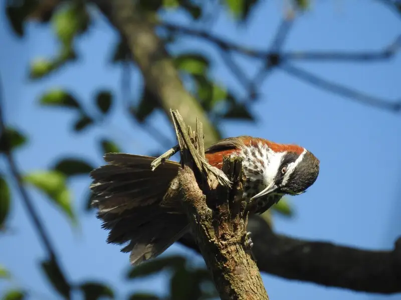 Streak-breasted scimitar babbler - Facts, Diet, Habitat & Pictures on ...