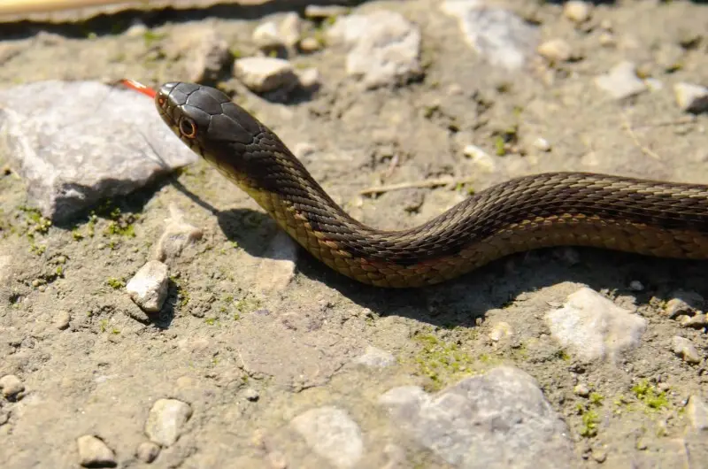 Common garter snake - Facts, Diet, Habitat & Pictures on Animalia.bio