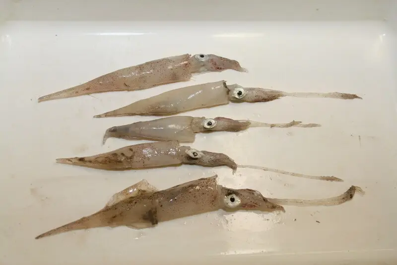 Alloteuthis subulata - Facts, Diet, Habitat & Pictures on Animalia.bio