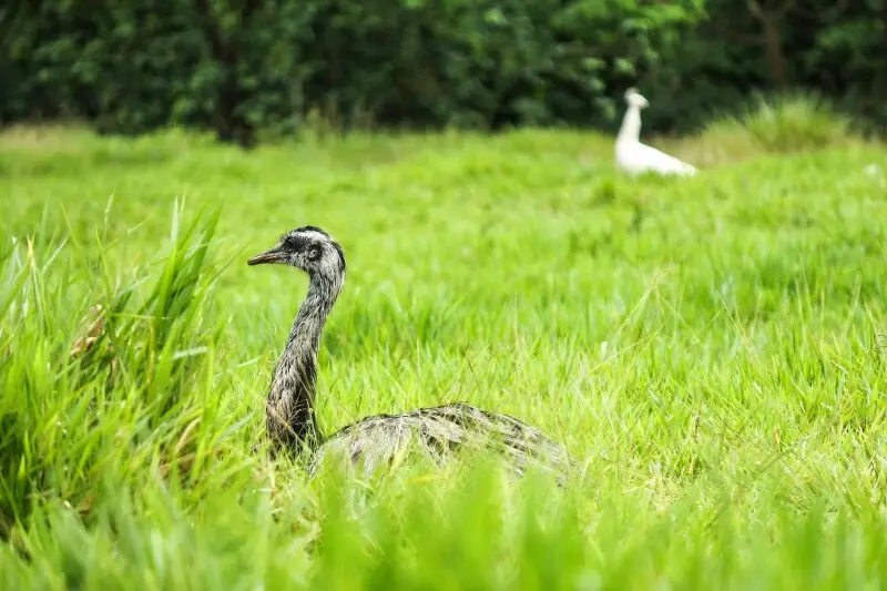 Greater rhea - Facts, Diet, Habitat & Pictures on Animalia.bio