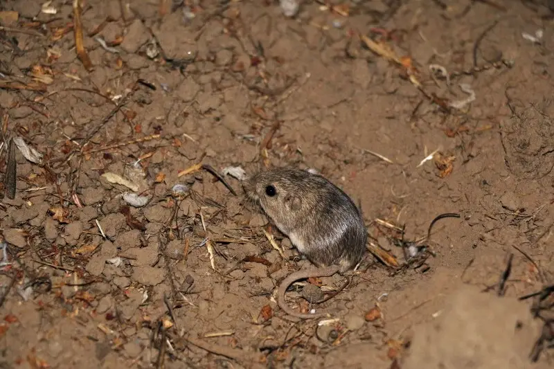 Little pocket mouse - Facts, Diet, Habitat & Pictures on Animalia.bio