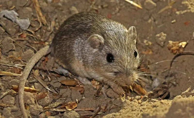 Little pocket mouse - Facts, Diet, Habitat & Pictures on Animalia.bio