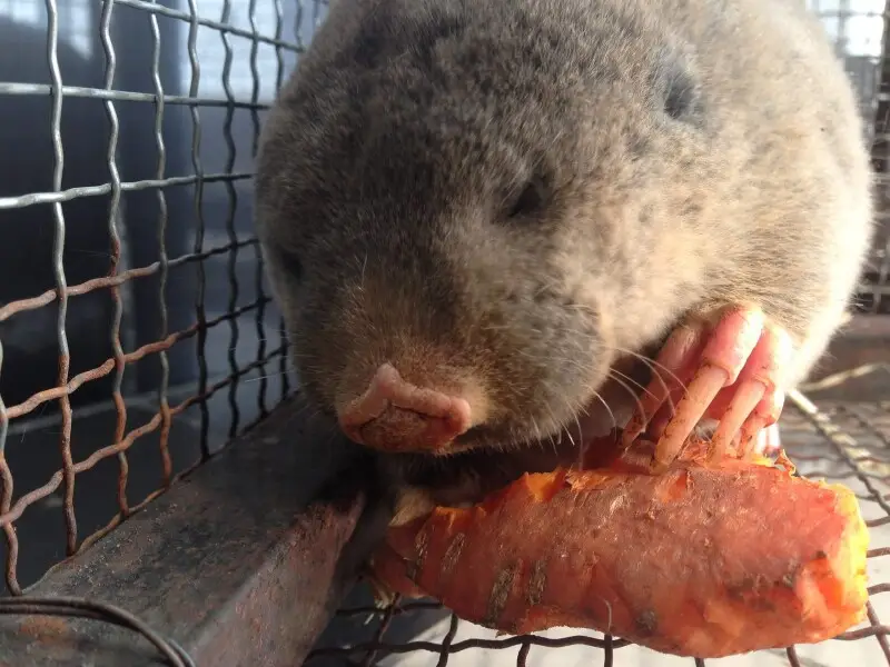 Chinese zokor - Facts, Diet, Habitat & Pictures on Animalia.bio