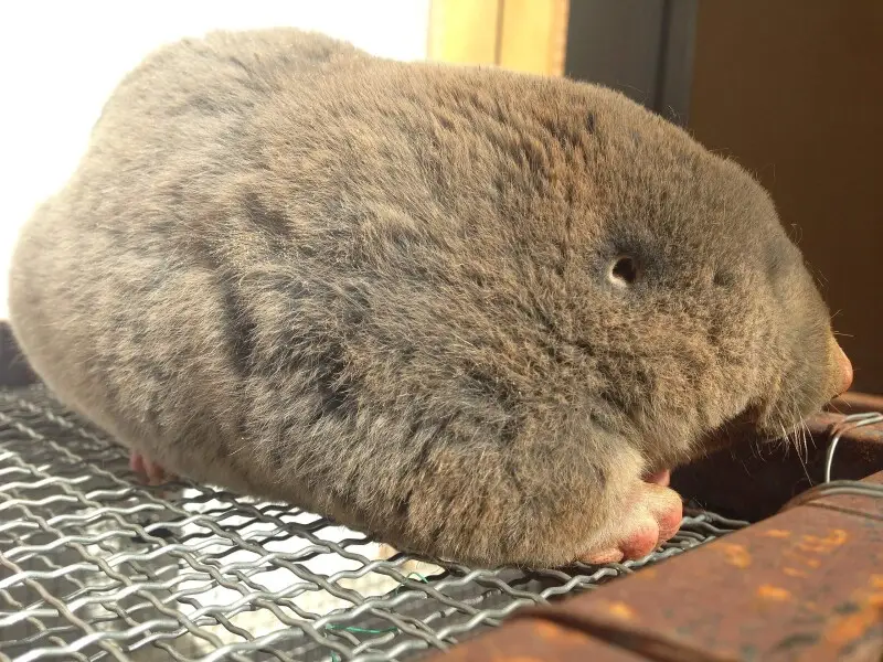 Chinese zokor - Facts, Diet, Habitat & Pictures on Animalia.bio