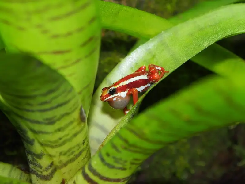 Anthony's poison arrow frog - Facts, Diet, Habitat & Pictures on ...