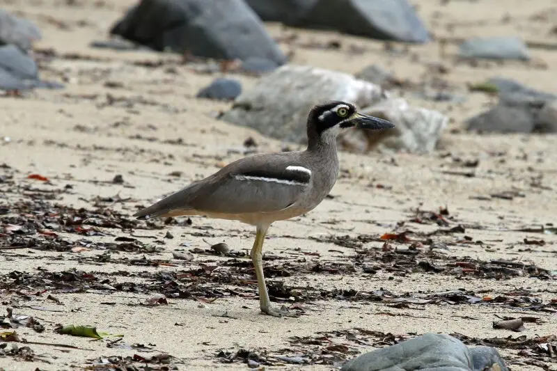 Beach stone-curlew - Facts, Diet, Habitat & Pictures on Animalia.bio